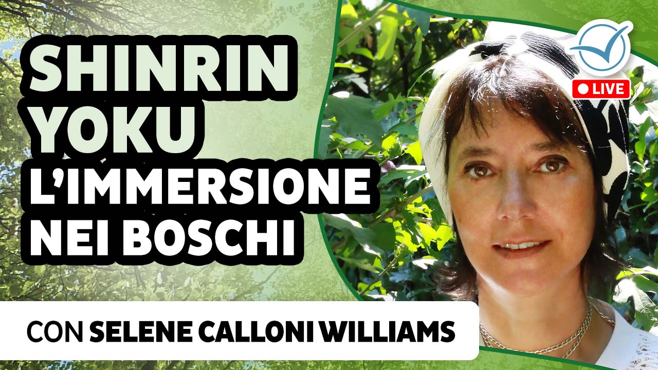 Shinrin Yoku, l’immersione nei boschi - Macrolibrarsi Live